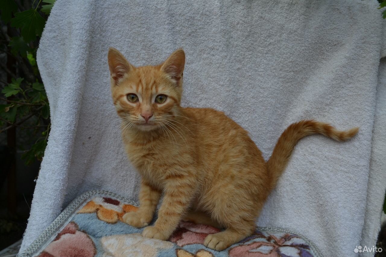 Котенок в надежные руки