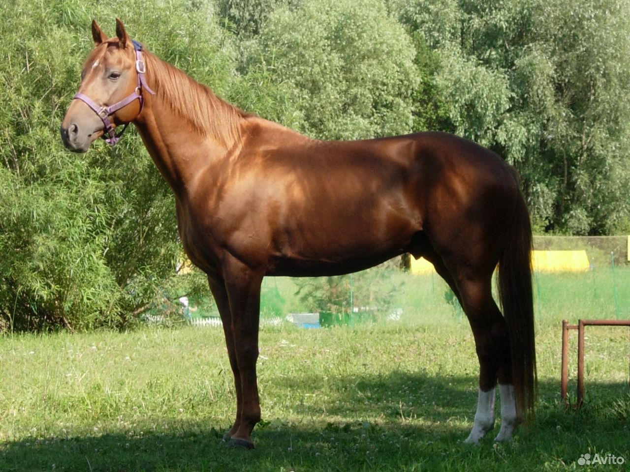 Жеребец буденновской породы - на случку