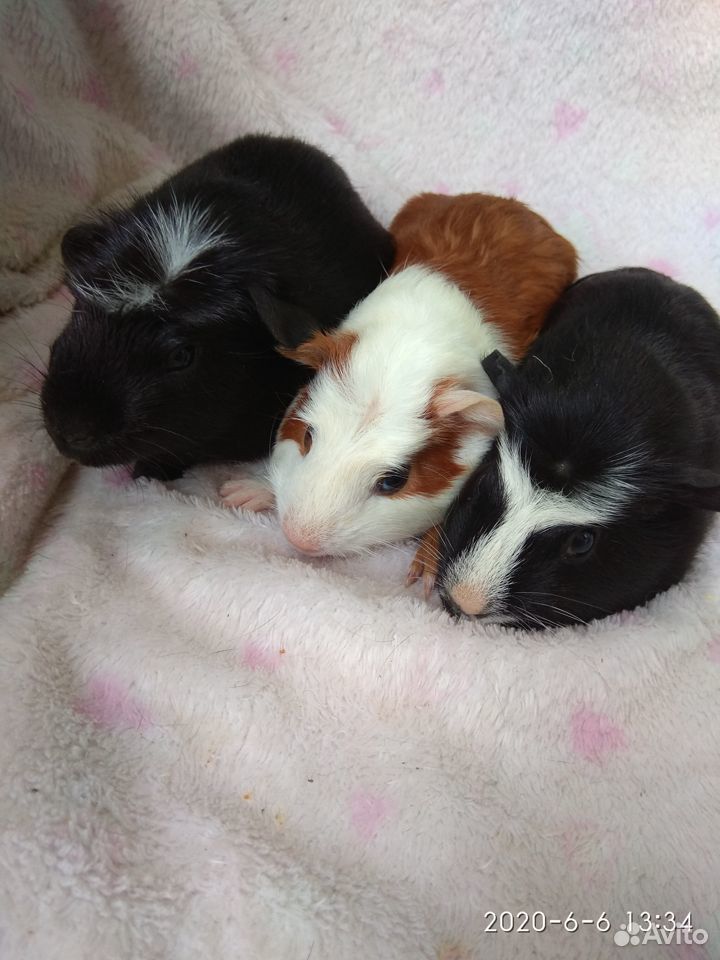 Морские свинки малыши.Девочки 1.5 мес
