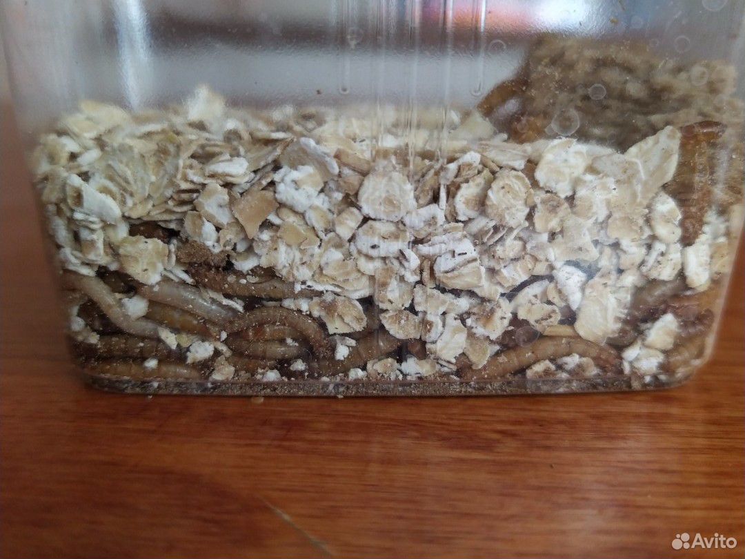 Мучной червь