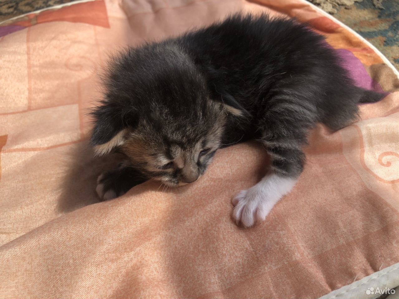 Кошка Марьяша