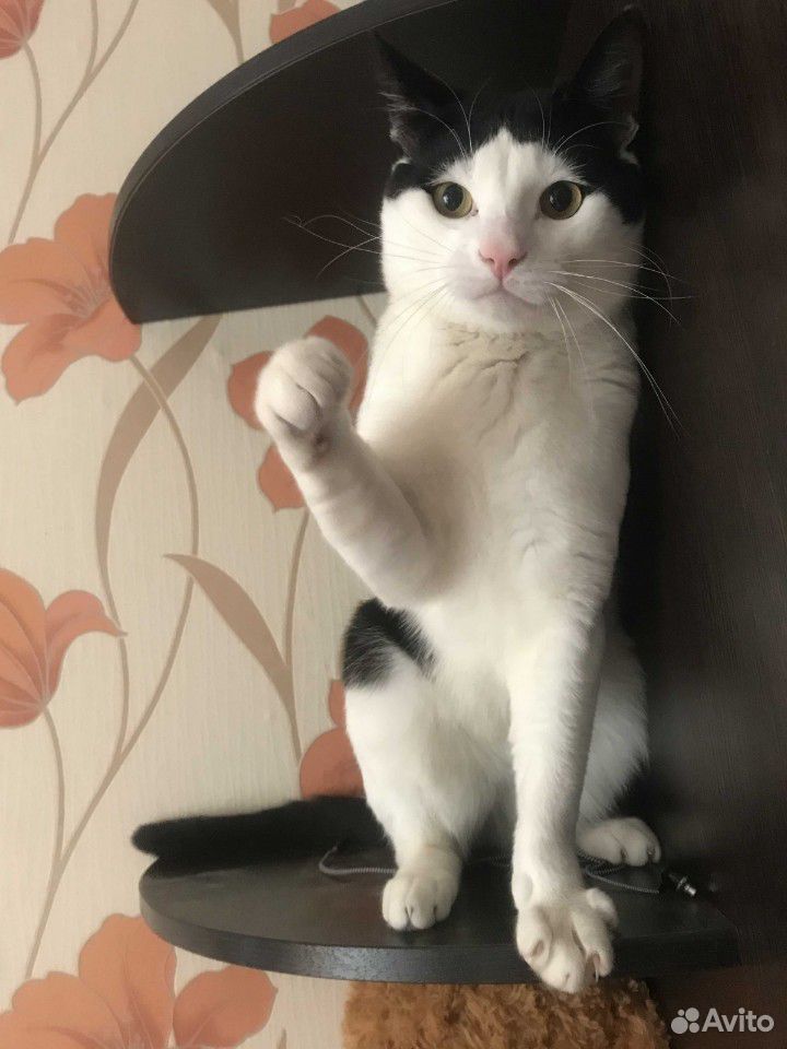 Пропал кот