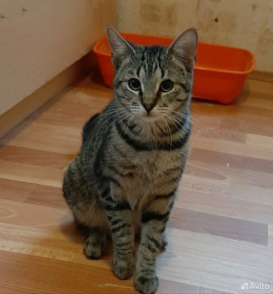 Котенок спасен от живодера 6 мес доставка