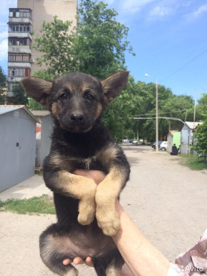 Славненький щенок