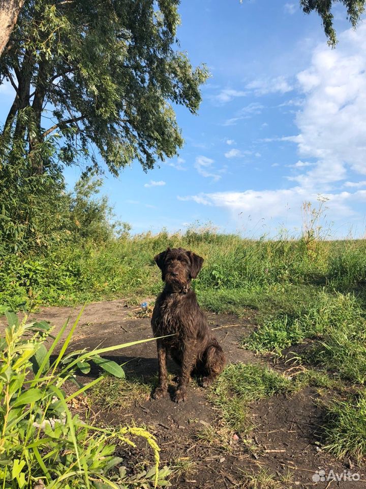 Щенки немецкого дратхаара