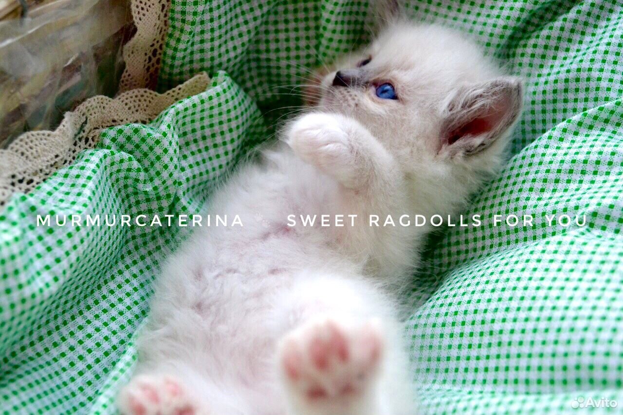 Сладкие котята Рэгдолл