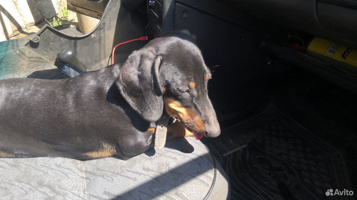 Такса потеряшка