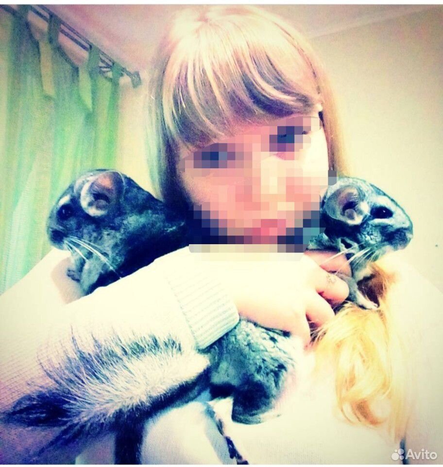 Шиншиллы стандарт в хорошие руки