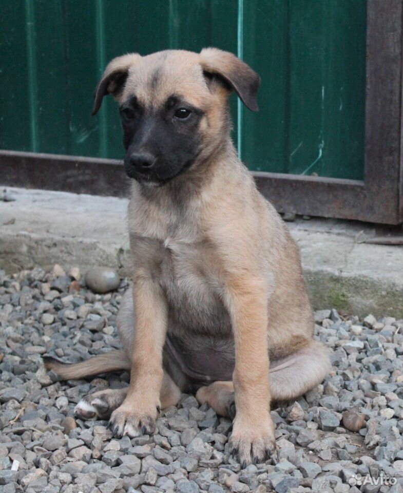 Поночка в добрые руки