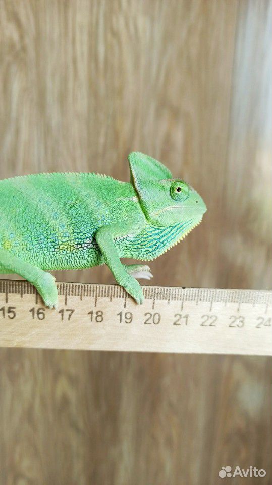 Йеменский Хамелеон (Chamaeleo calyptratus)