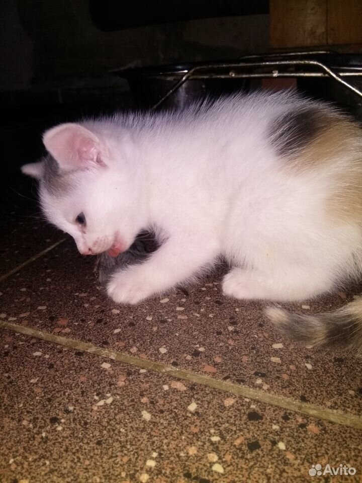 Самостоятельные, ходят в лоток