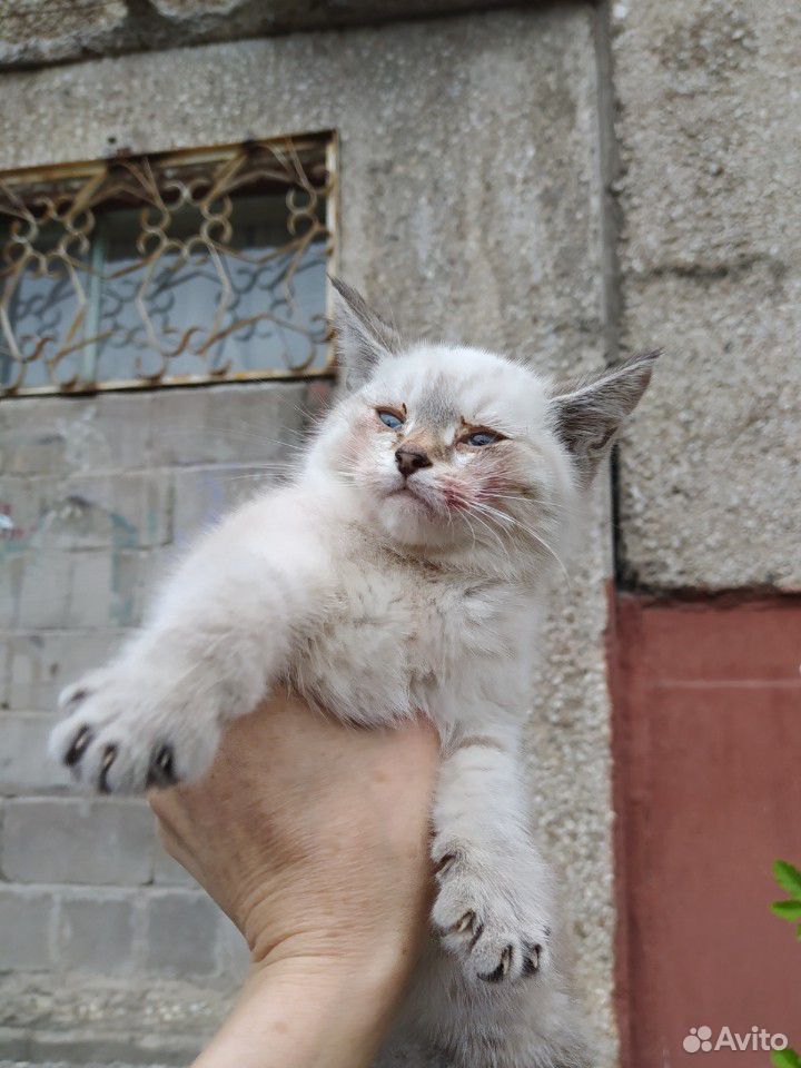 Котятам нужен дом