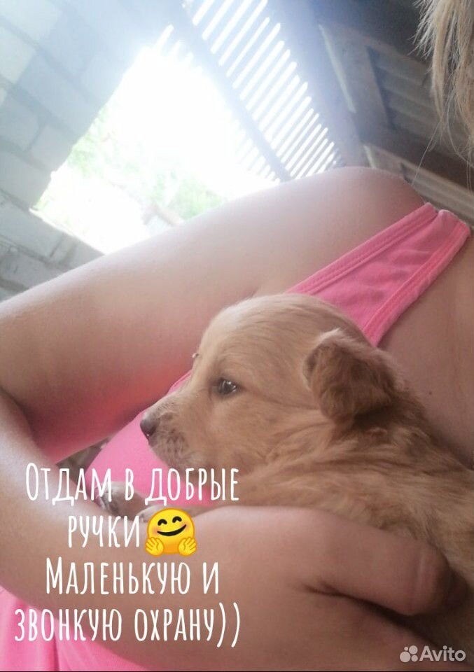 Собака в добрые руки