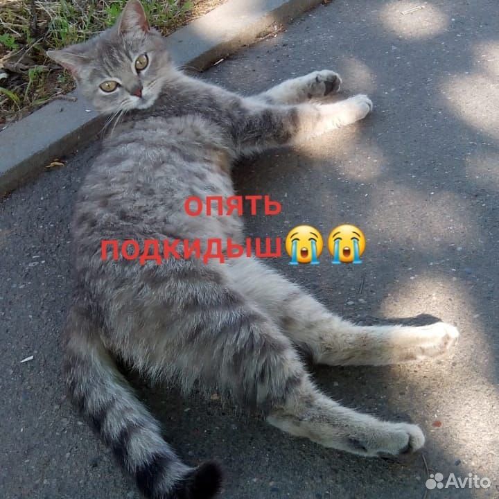 Молодая,спокойная,ласковая шотландская красавица