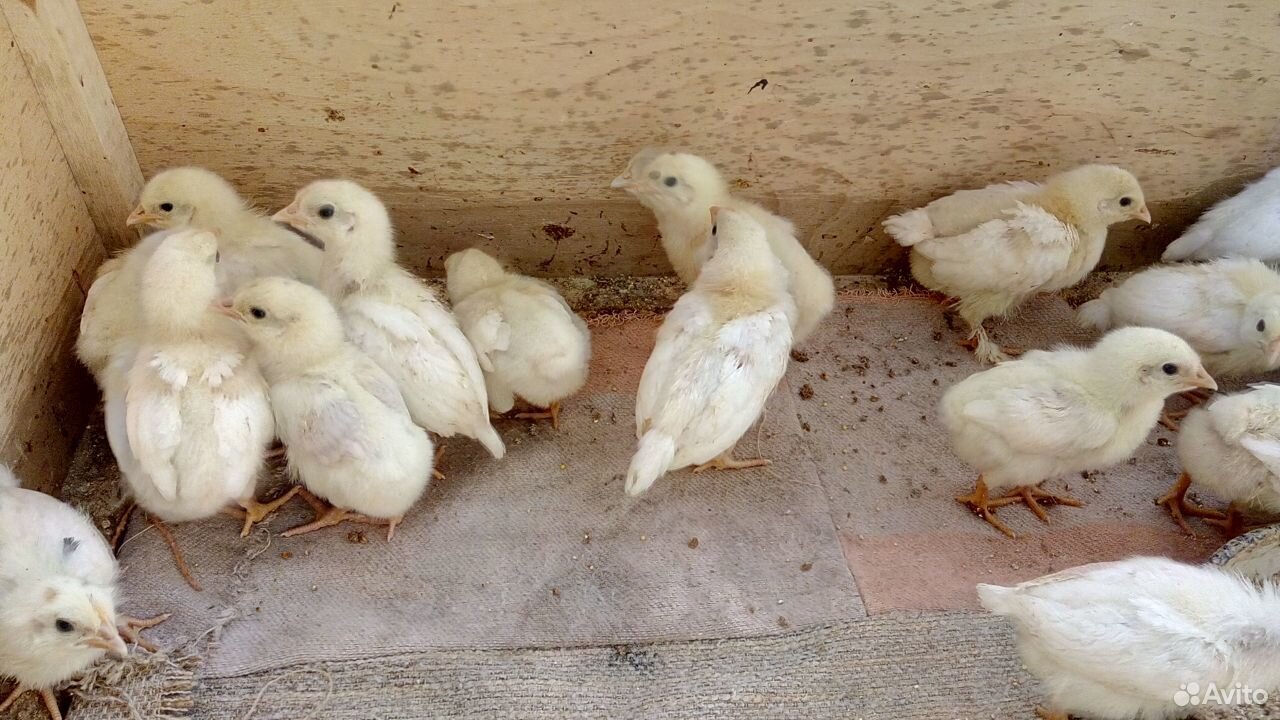 Цыплят Кролики