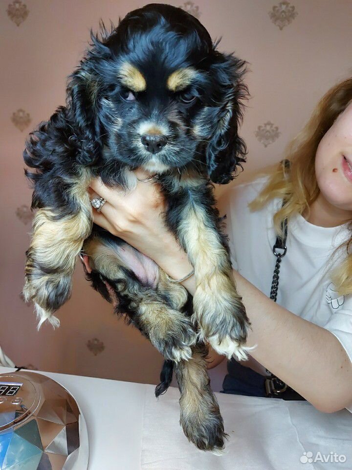 Американский кокер-спаниель