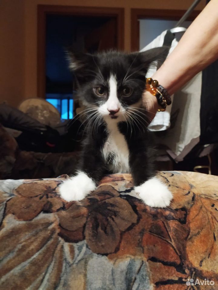 Отдам двух прекрасных котят в добрые руки