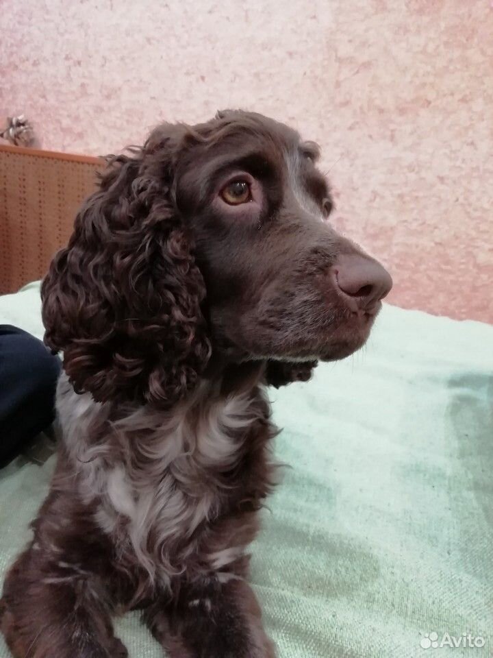 Русский спаниель