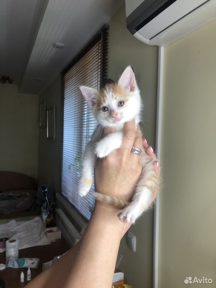 Отдам милого котёнка в добрые руки
