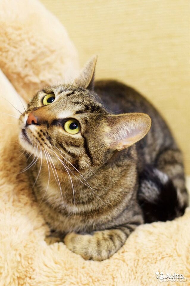 Николас в добрые руки