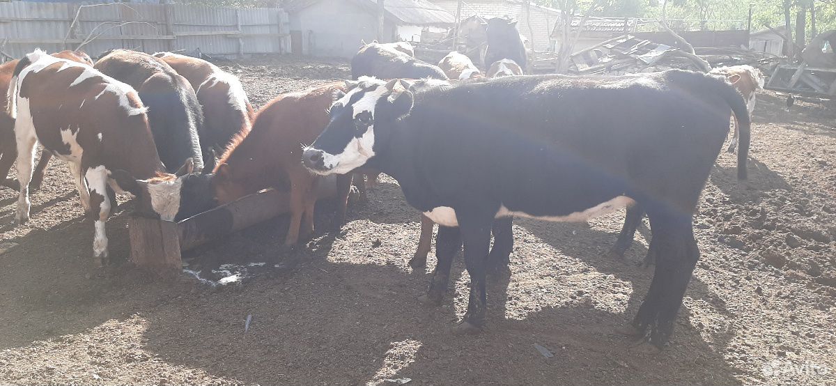 Продаю тёлки и бычки,возраст от 8 месяцев до года