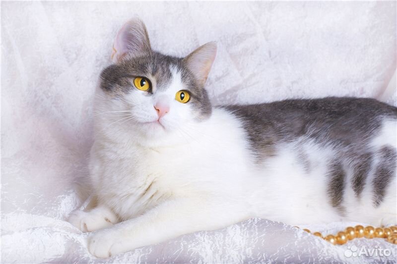 Кошечка Барсюша в дар)