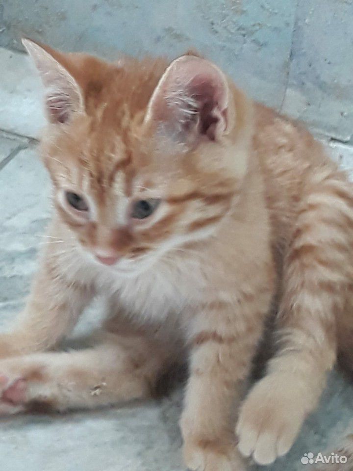 Кошка в добрые руки