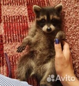 Енот 2 месяца