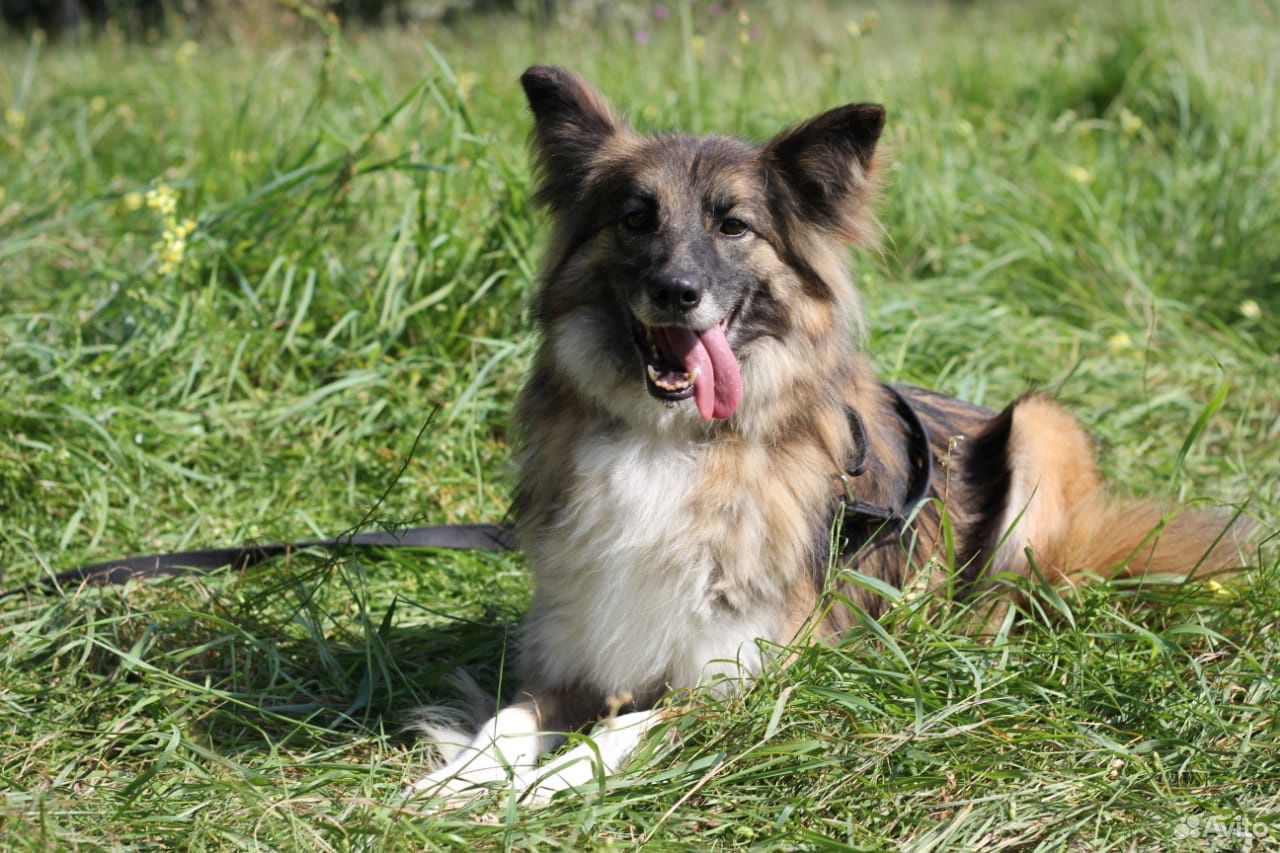 Небольшая собака Бьянка в добрые руки