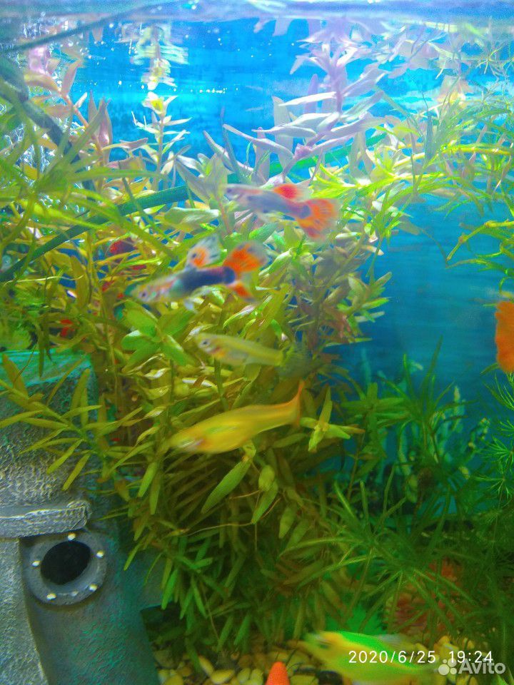 Гуппи в хорошие руки