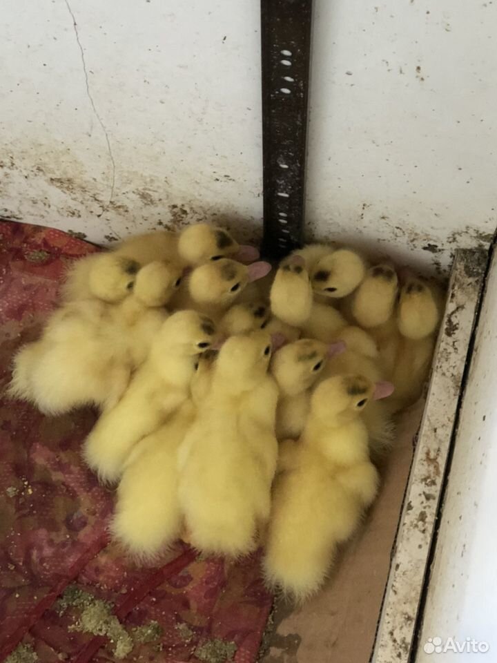 Продам домашних Индоутят 15 штук, 1 индоутенок 60