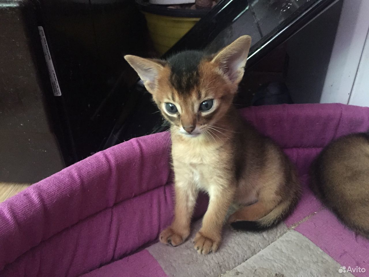 Абиссинские котята