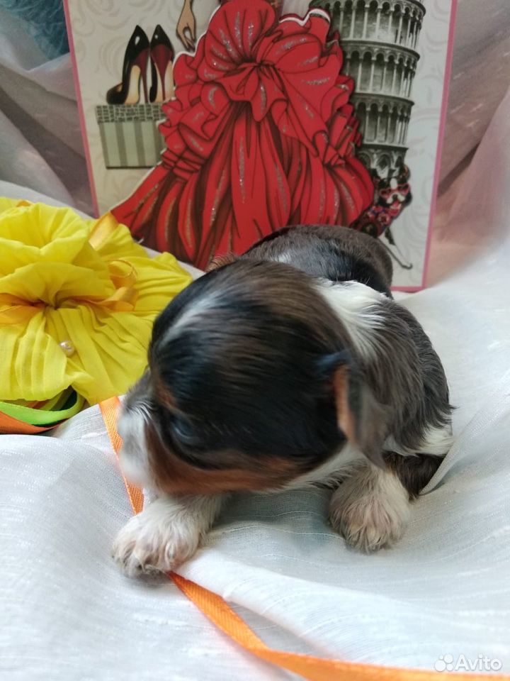 Шикарная девочка мраморный Йорк - Мерле