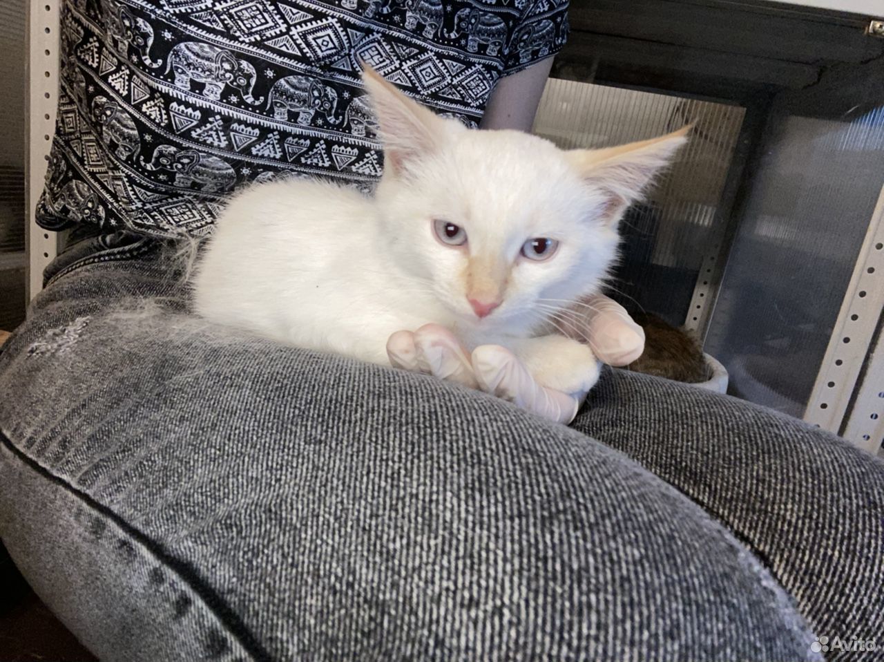 Котёнок тайский ред поинт