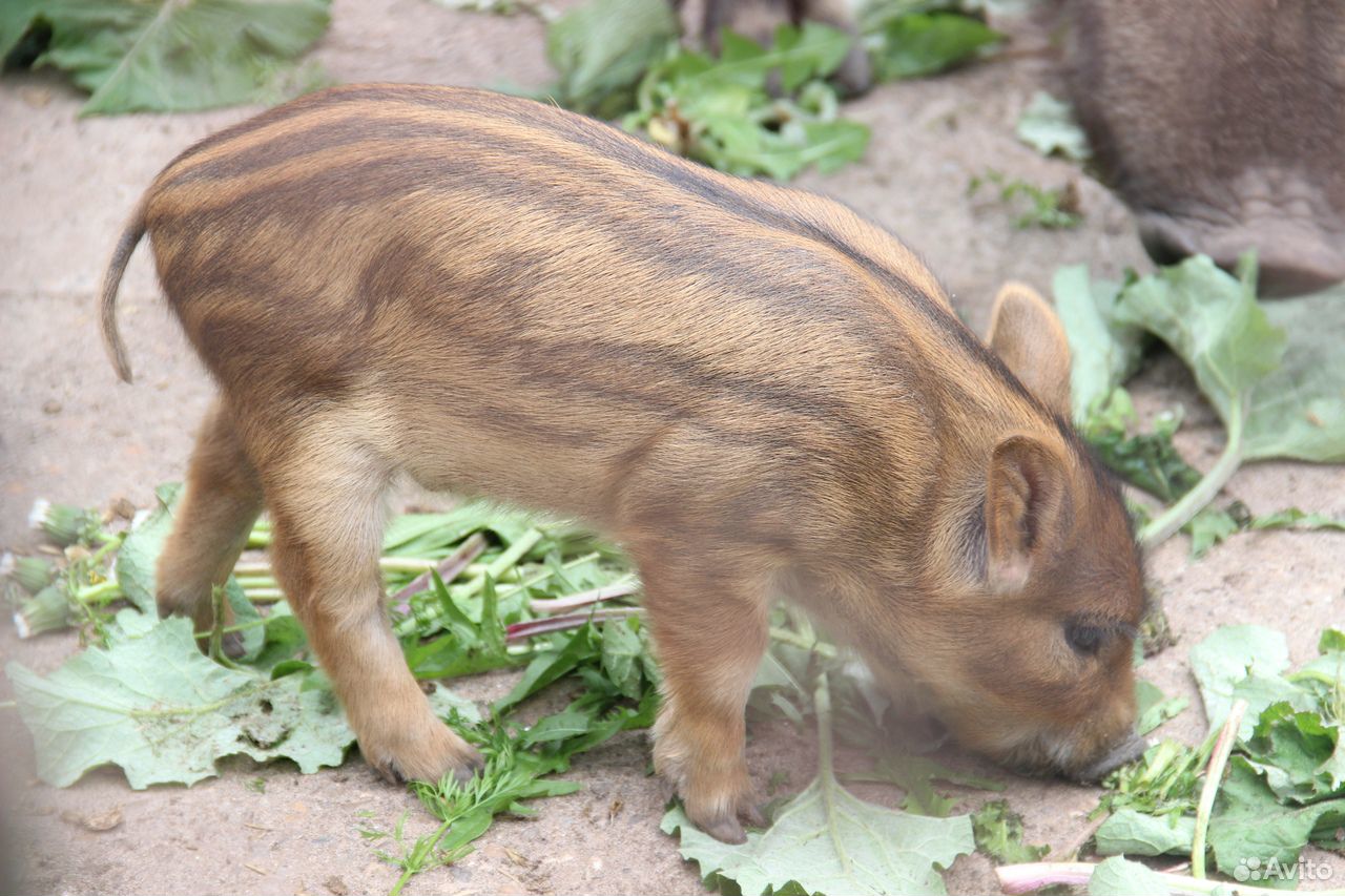 Продаются кабаны