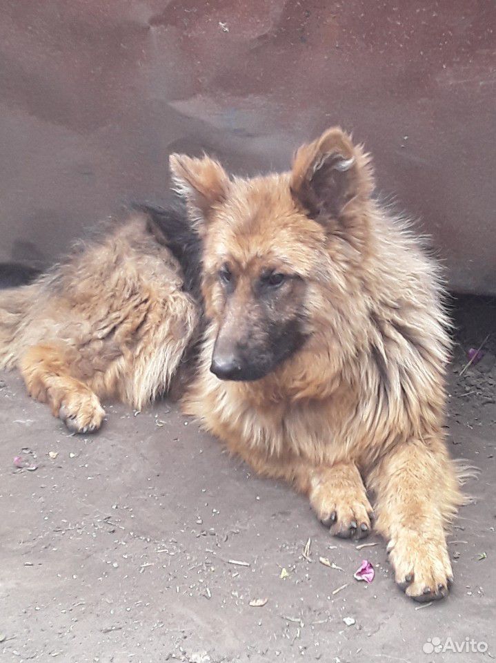 Собака
