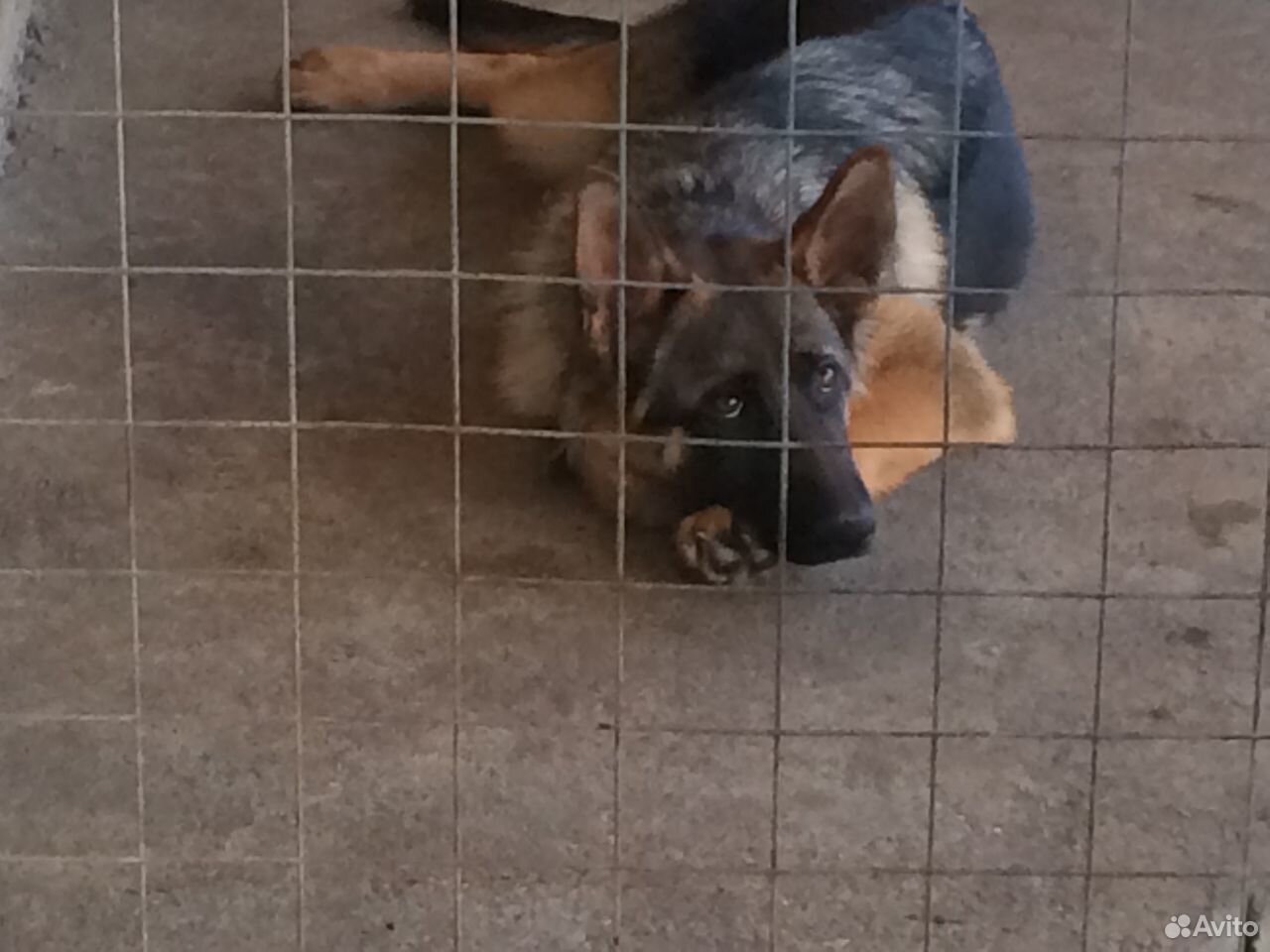 Щенок немецкой овчарки