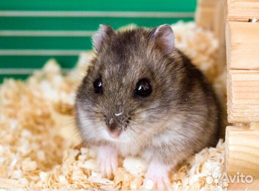 Джунгарик девочка 2 мес