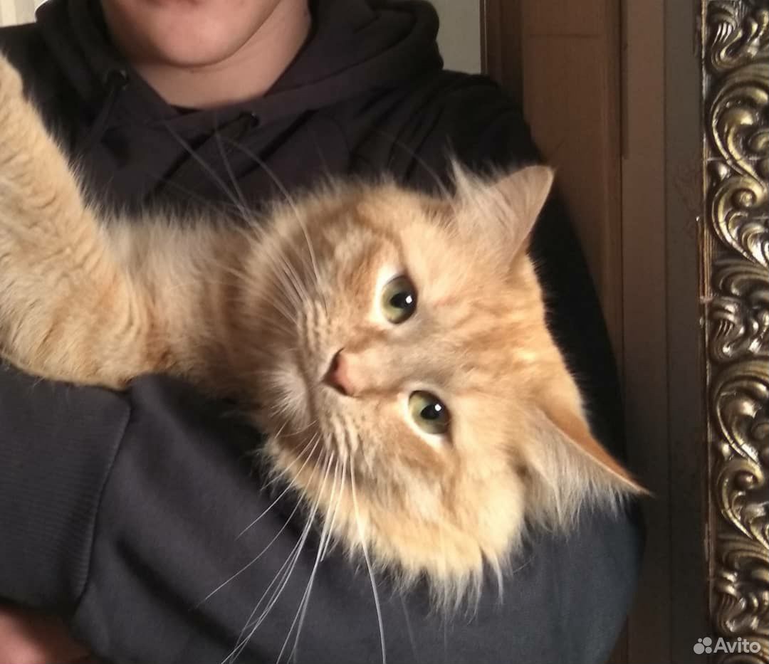 Кот,сынок мэйкуна