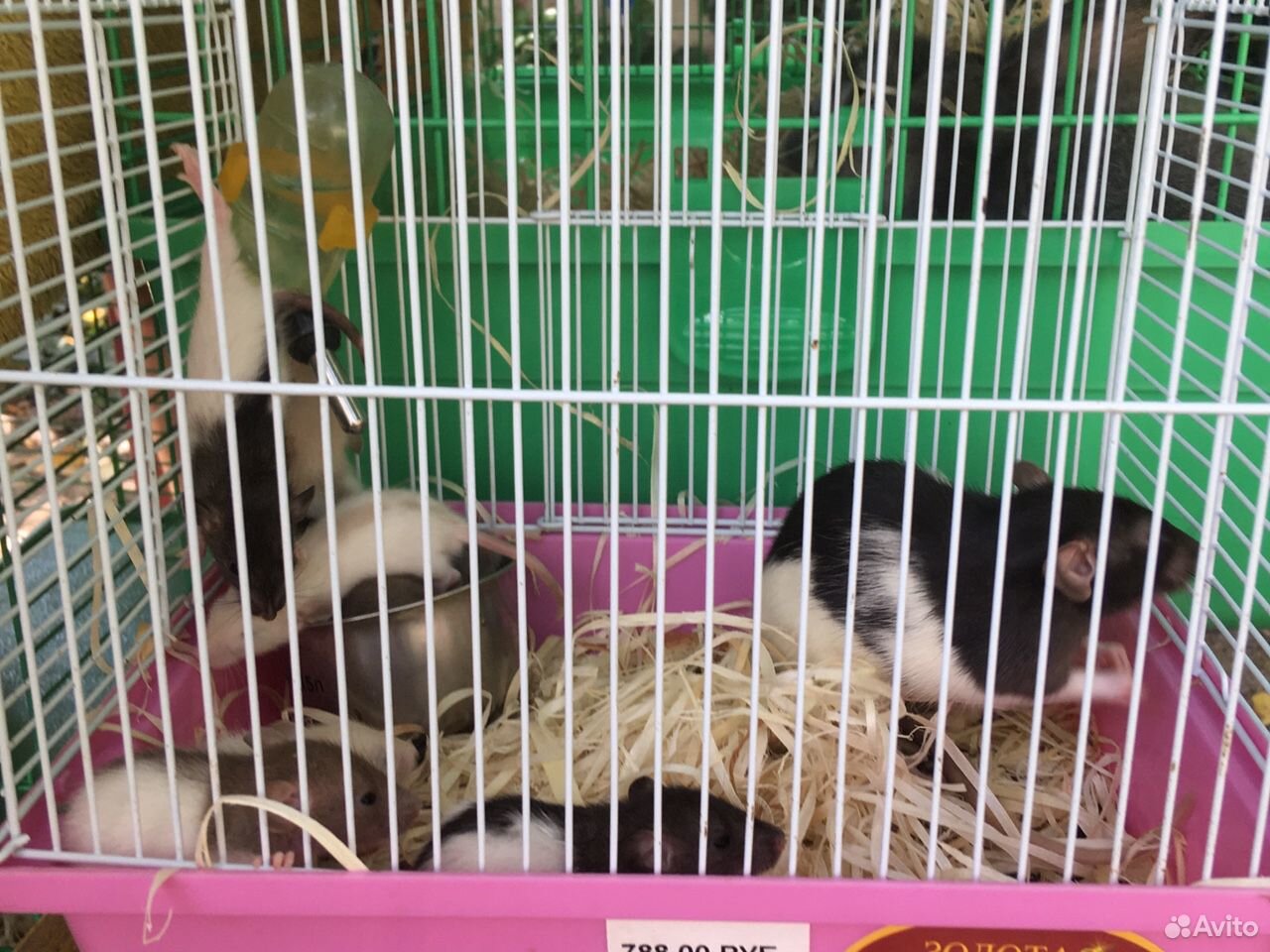 Декоративные крысята