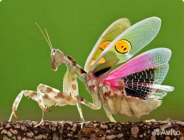 Цветочный богомол