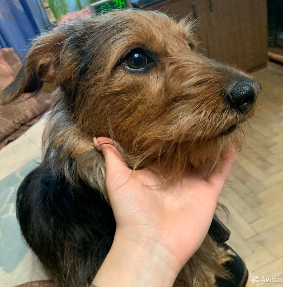 Славный пёс в добрые руки