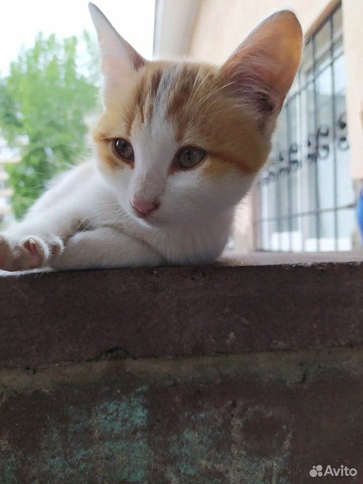 Бело-рыжий котенок из коробки в добрые руки