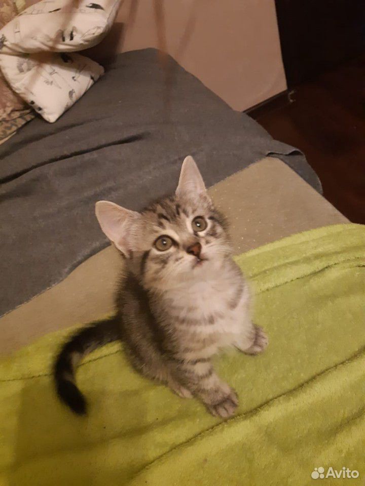 Котята