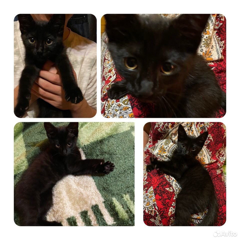 Котёнок - мальчишка. 3 недели, черненький, очень л
