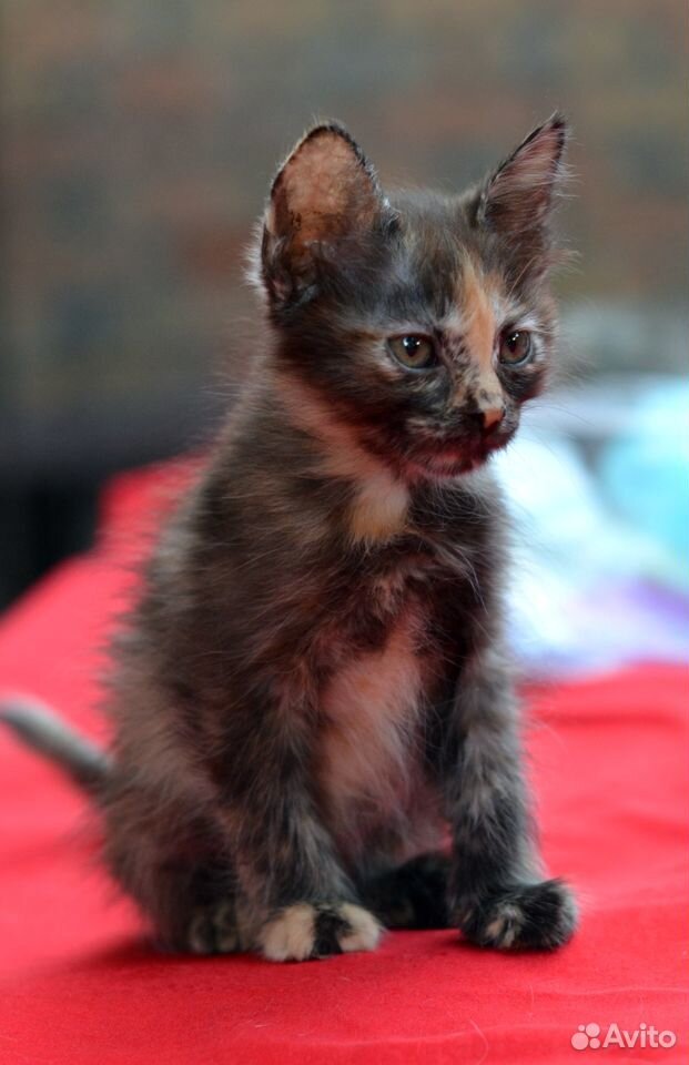 Метисик шотла