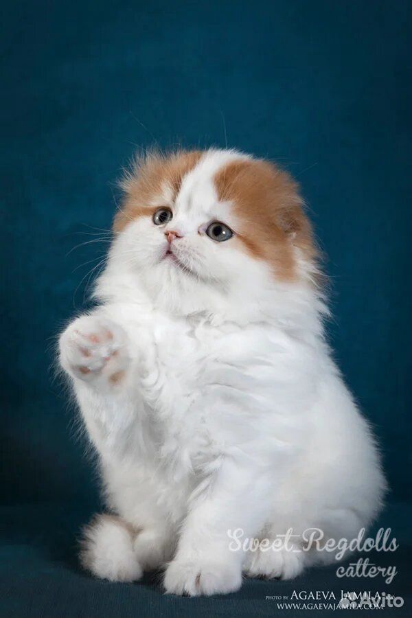 Малыш Хайленд фолд