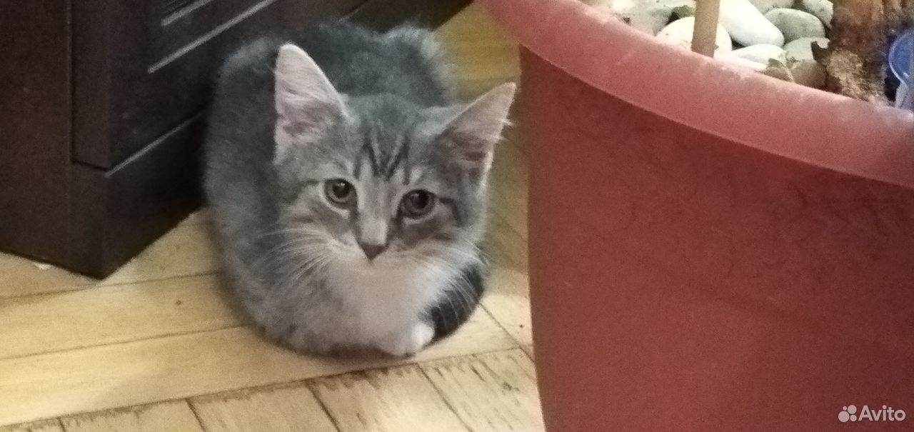 Котёнок в добрые руки