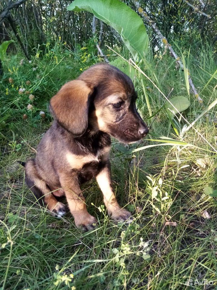 Ищет дом щенок мелкой Собачки Тася