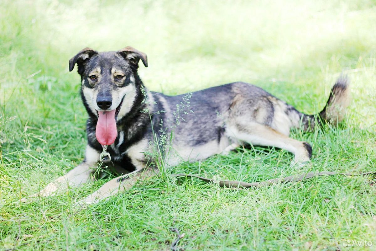 Добрый пёс Бонька в дар